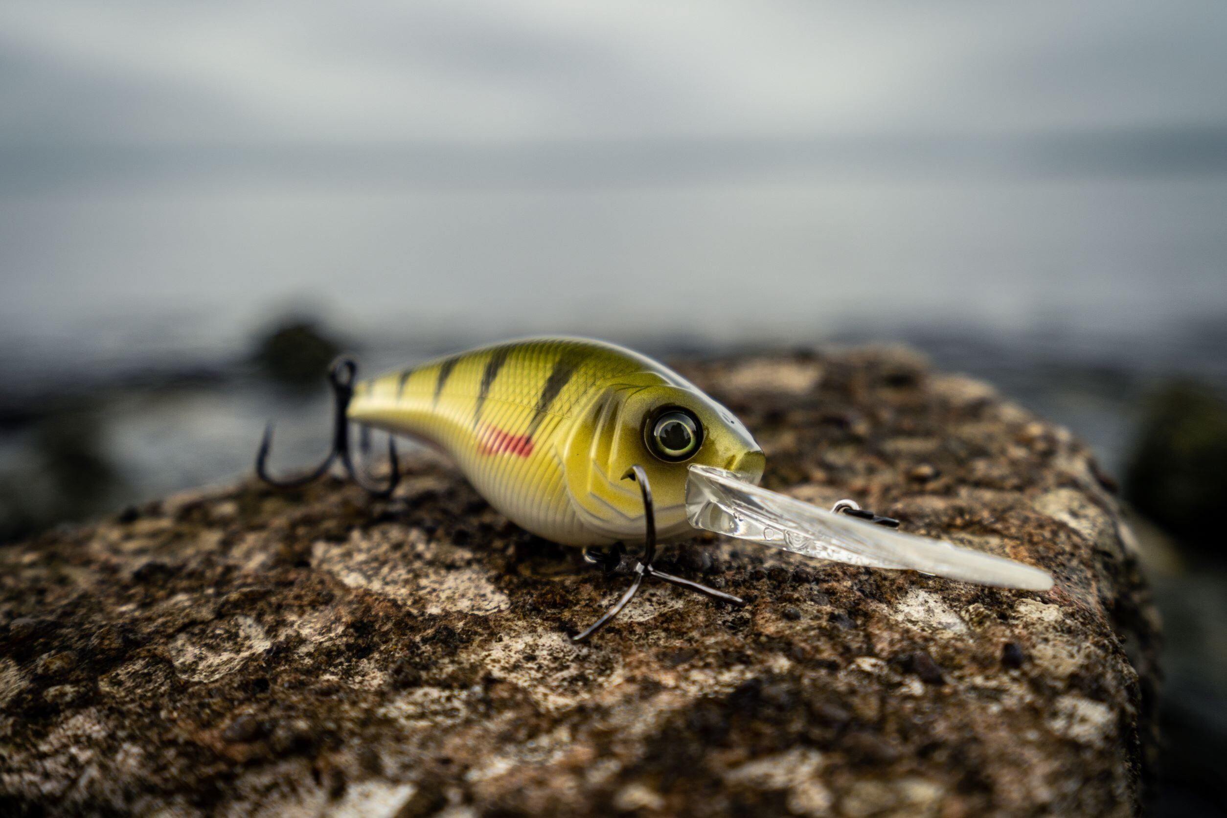 Perch Fishing Tips and Techniques Guaranteed to Increase Your Odds in 2025
