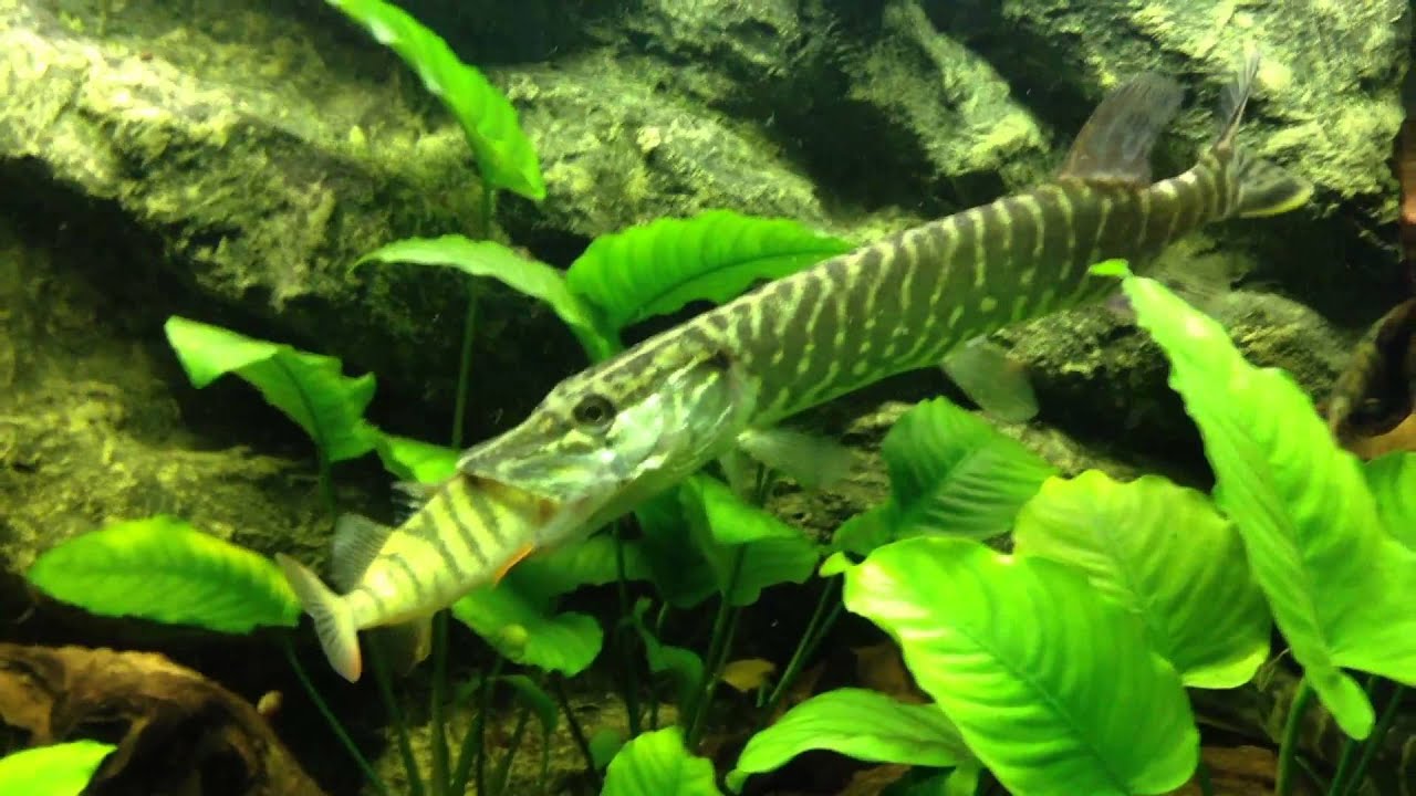 Perch Fishing Tips and Techniques Guaranteed to Increase Your Odds in 2025