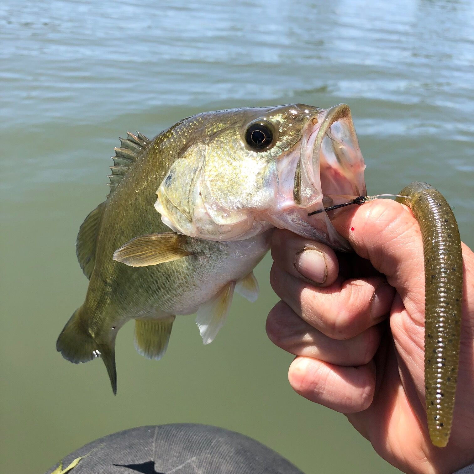 How to Rig and Fish a Senko: Top 5 Techniques - USAngler