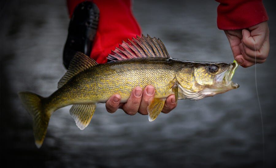 River Walleye Fishing: How To Catch 'Eyes in the Spring & Fall - USAngler