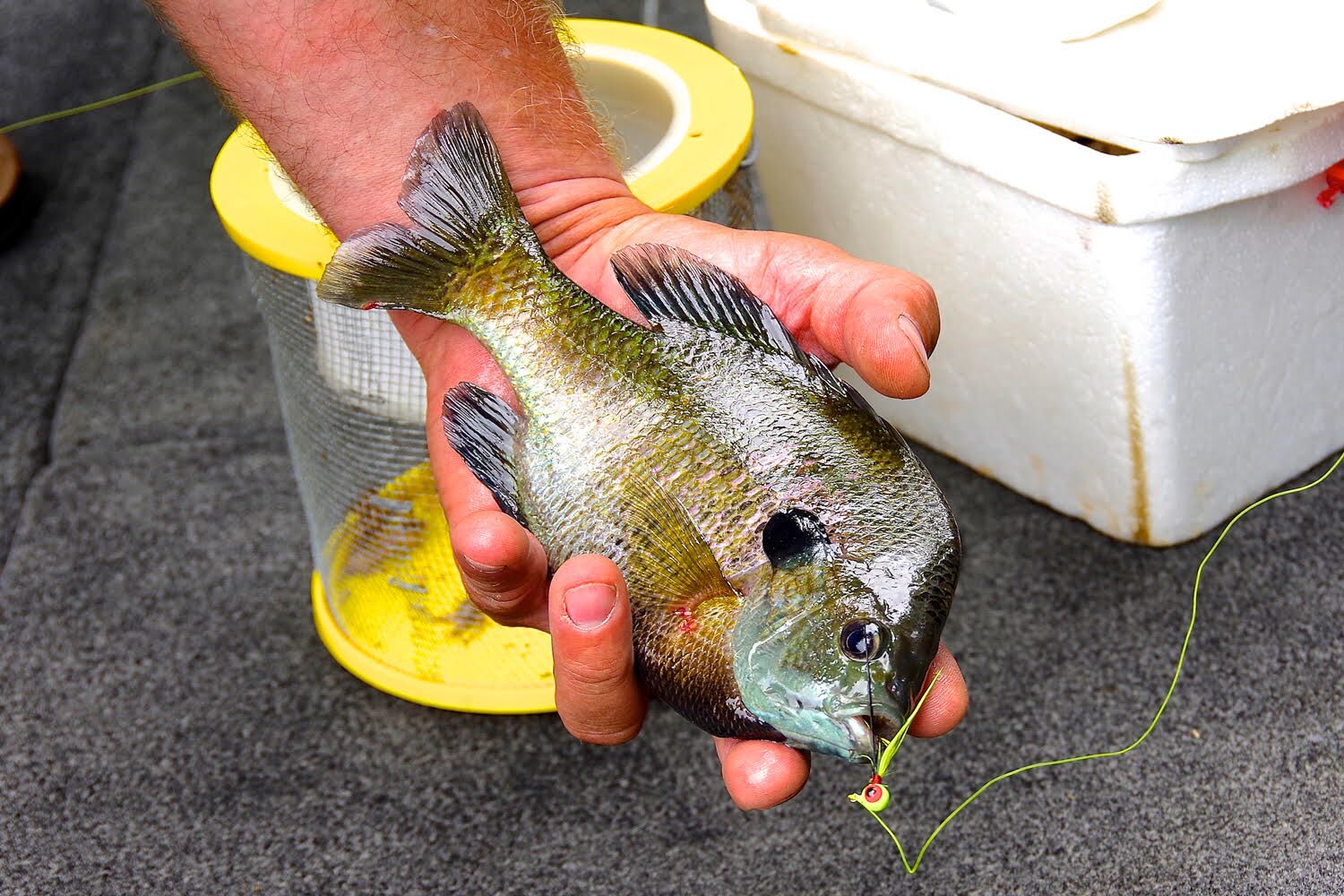 Bluegill Fishing Tips: 7 Tricks Guaranteed to Work in 2025