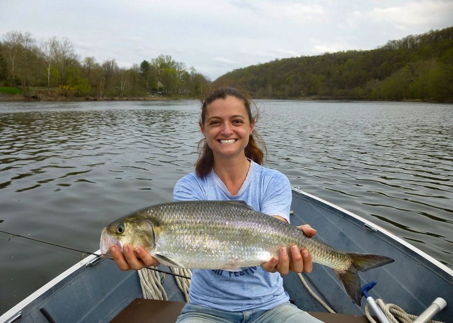 Types of Shad: Identification & Behavior - USAngler