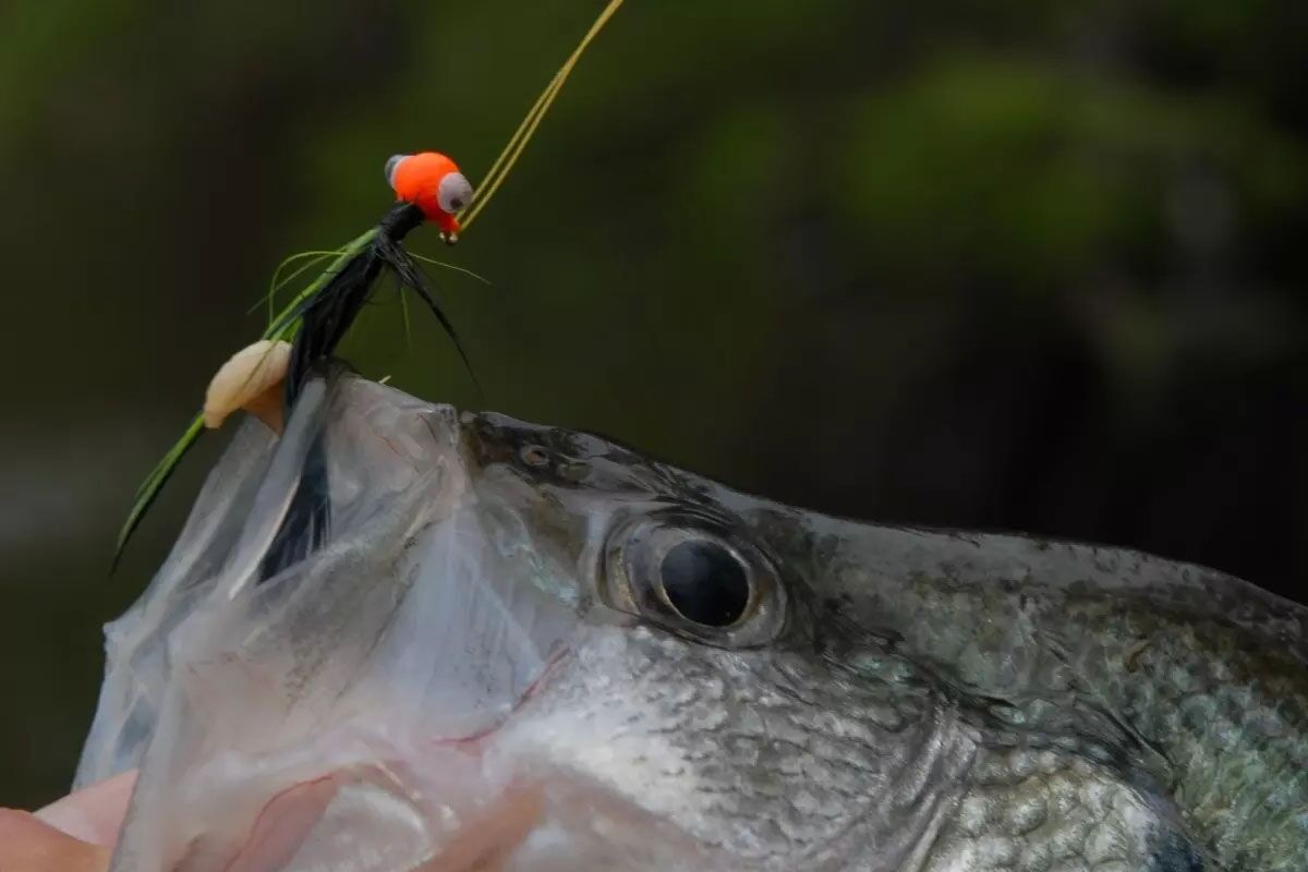 Best Hooks For Crappie Reviewed - Hook More Crappie More Often In 2025