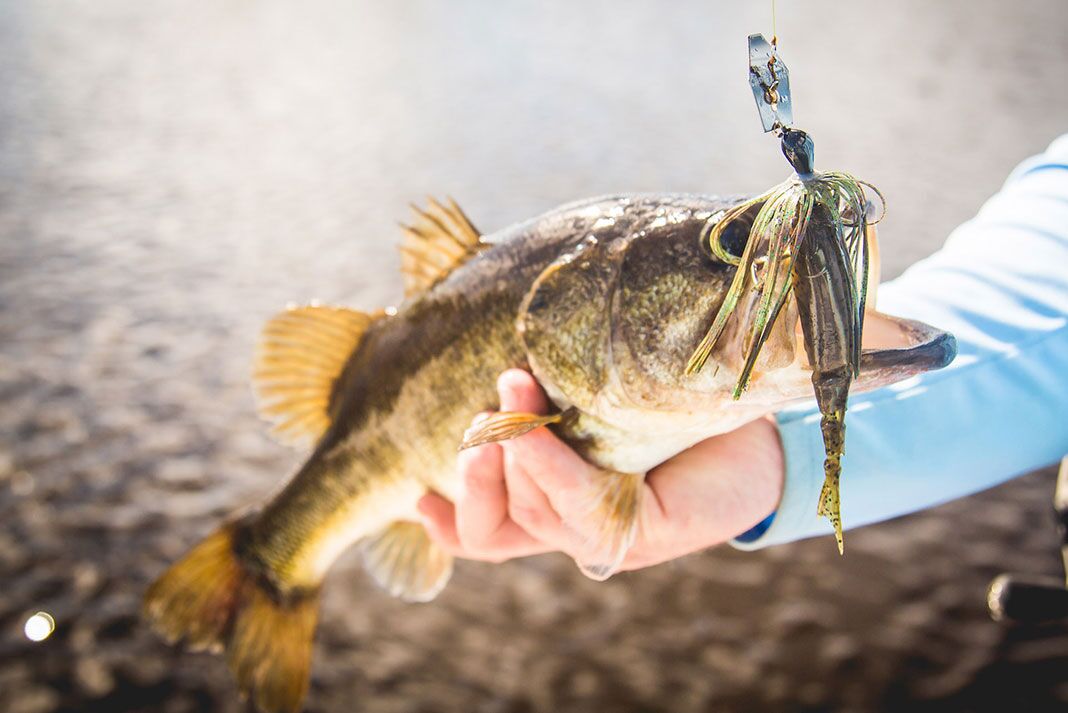 The Best Chatterbait Trailers: How to Pick The Right One to Catch More ...