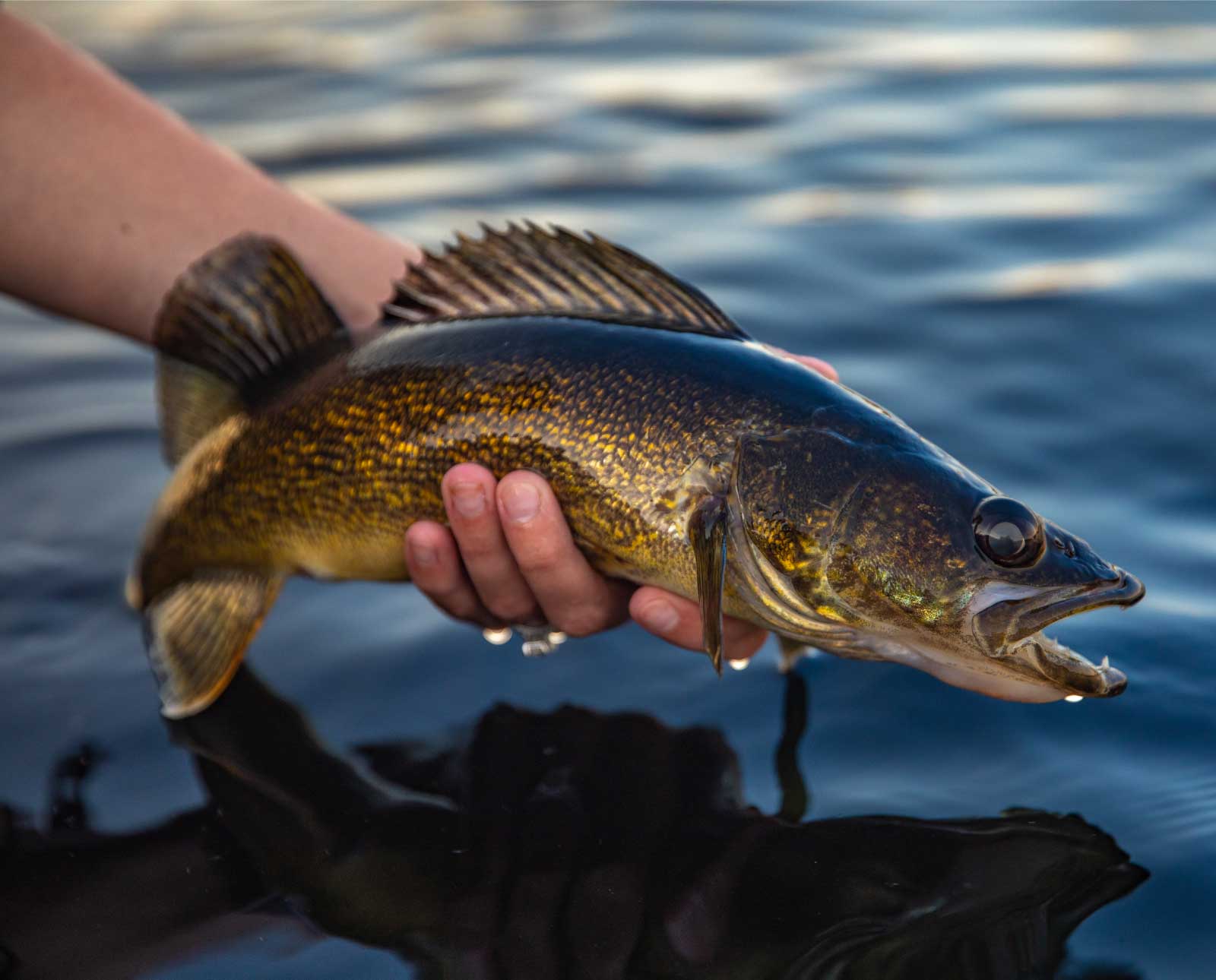 Zander vs. Walleye: Can You Tell the Difference? - USAngler
