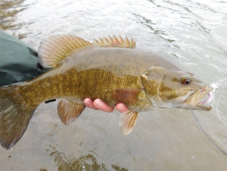 Largemouth vs. Smallmouth: Everything You Need to Know - And Tips to ...