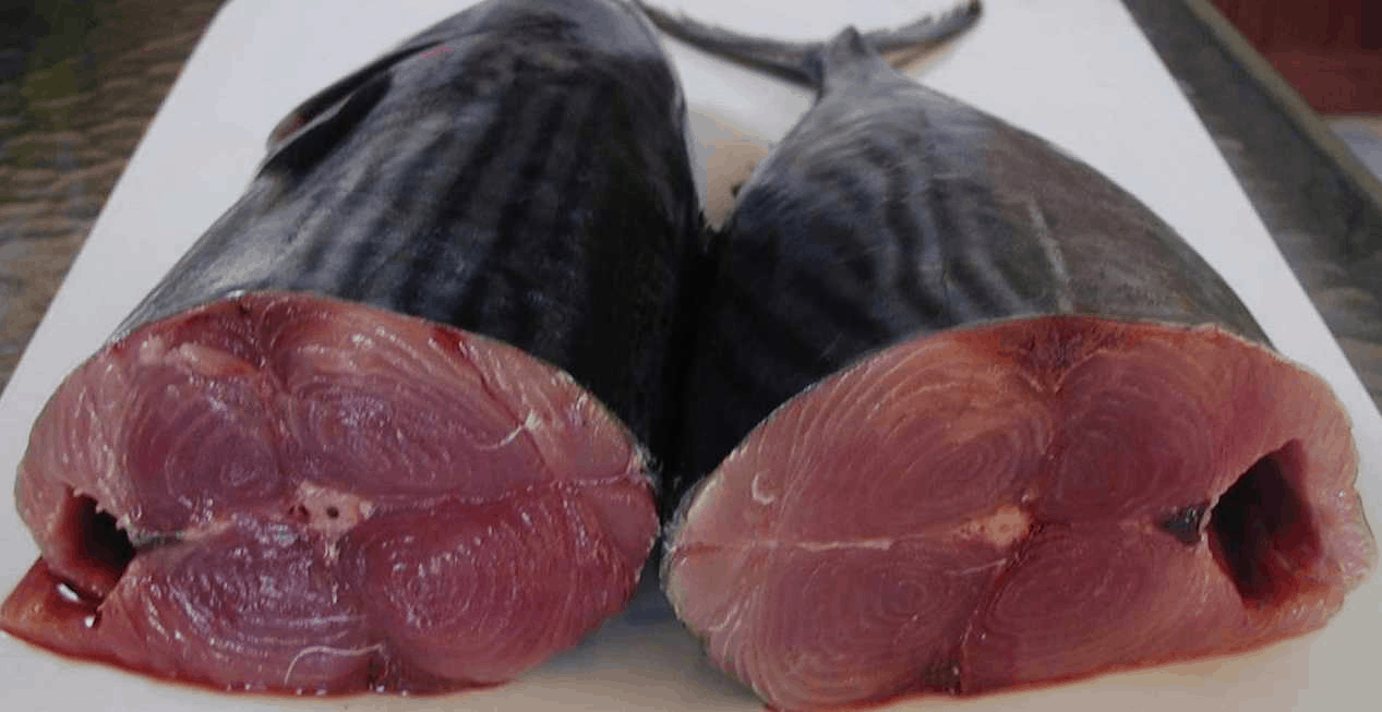 Can You Eat Bonito? Are They Good Fish To Eat?