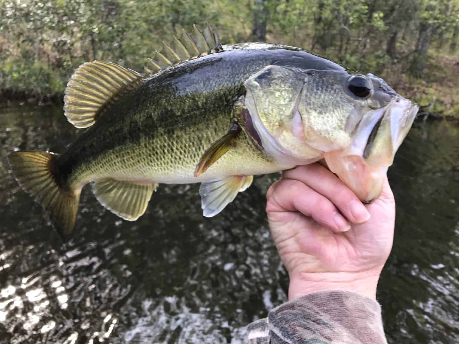 When Do Largemouth Bass Spawn? What You Need to Know to Make the Most ...