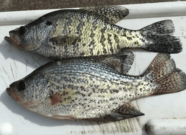Difference Between Black and White Crappie
