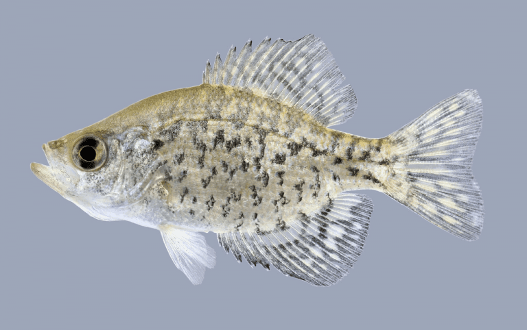 Difference Between Black and White Crappie