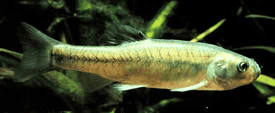 How to Hook a Live Minnow - USAngler