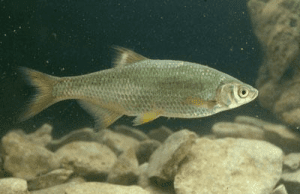 How to Hook a Live Minnow - USAngler