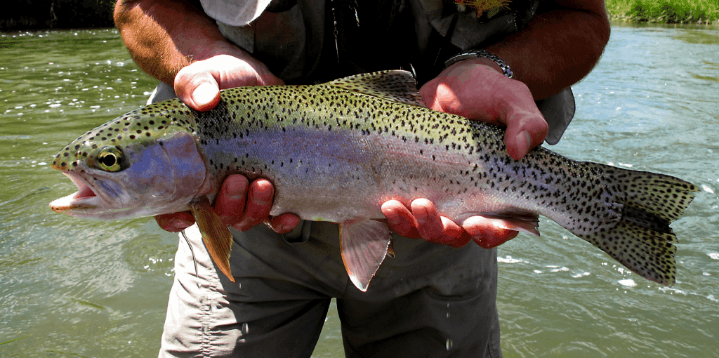 Types of Trout Species: Understanding Trout in North America - USAngler
