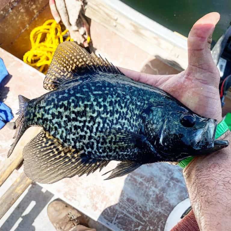 Summer Crappie Fishing - How To Catch Slabs in Hot Weather 2025
