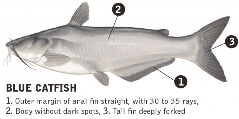 Catfish Fishing Tips: Catch Catfish Like a Pro in 2025