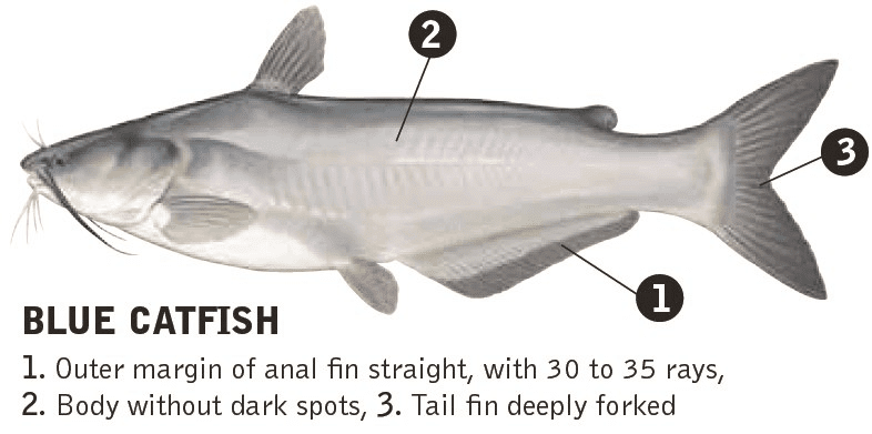 Catfish Fishing Tips: Catch Catfish Like a Pro in 2025