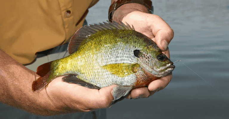 Bluegill Fishing Tips: 7 Tricks Guaranteed to Work in 2025