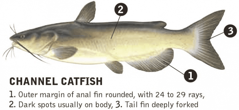 Types of Catfish - Catfish Species Explained - USAngler