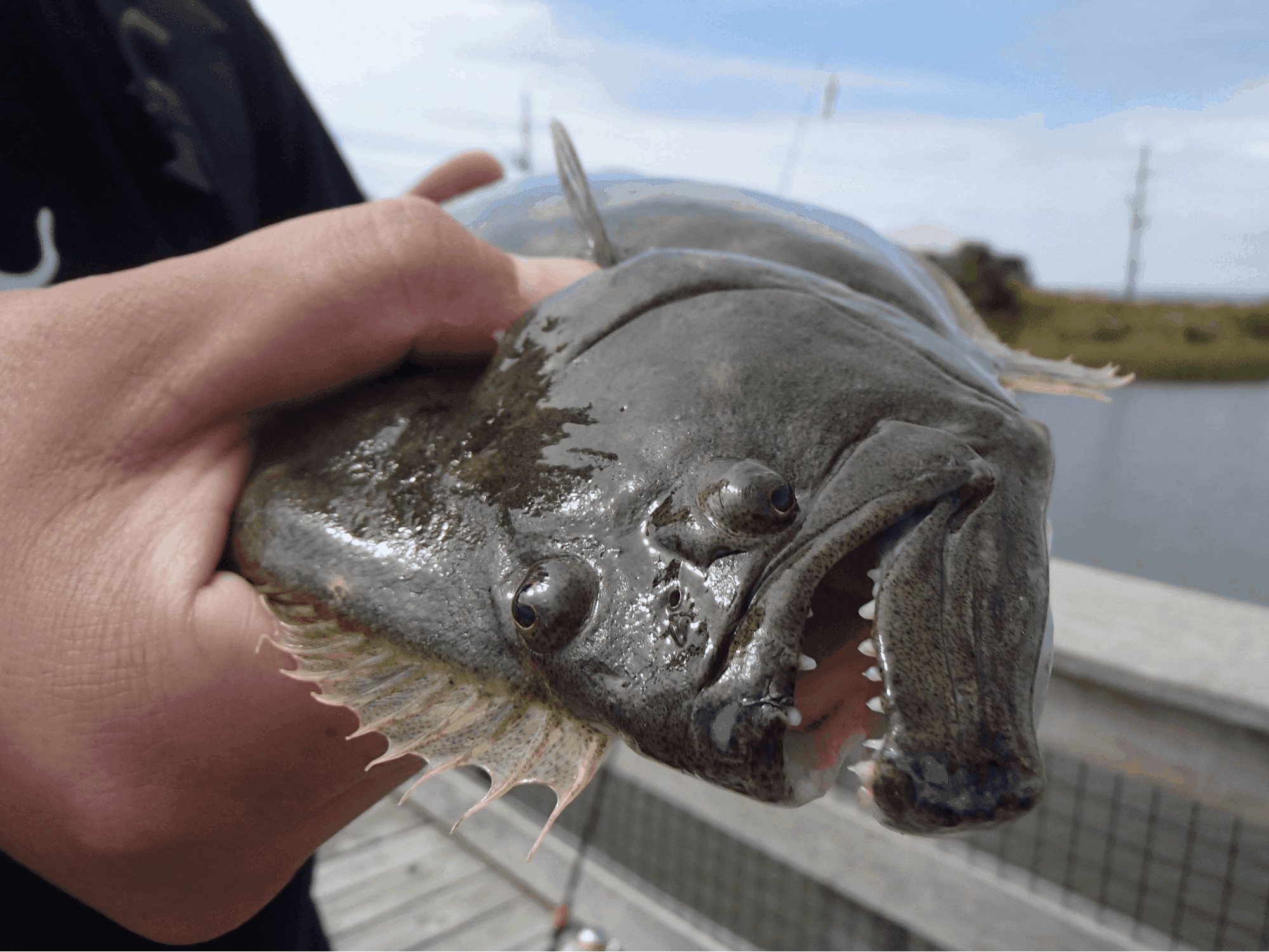 Flounder Fishing Tips & Techniques Guaranteed To Help in 2025