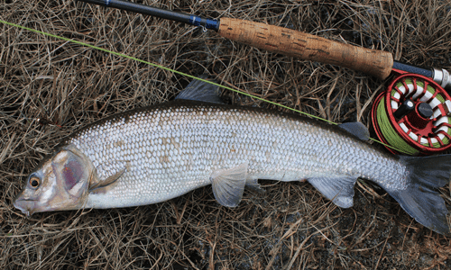 Lake Whitefish: Tips and Tricks to Catch Whitefish in 2025