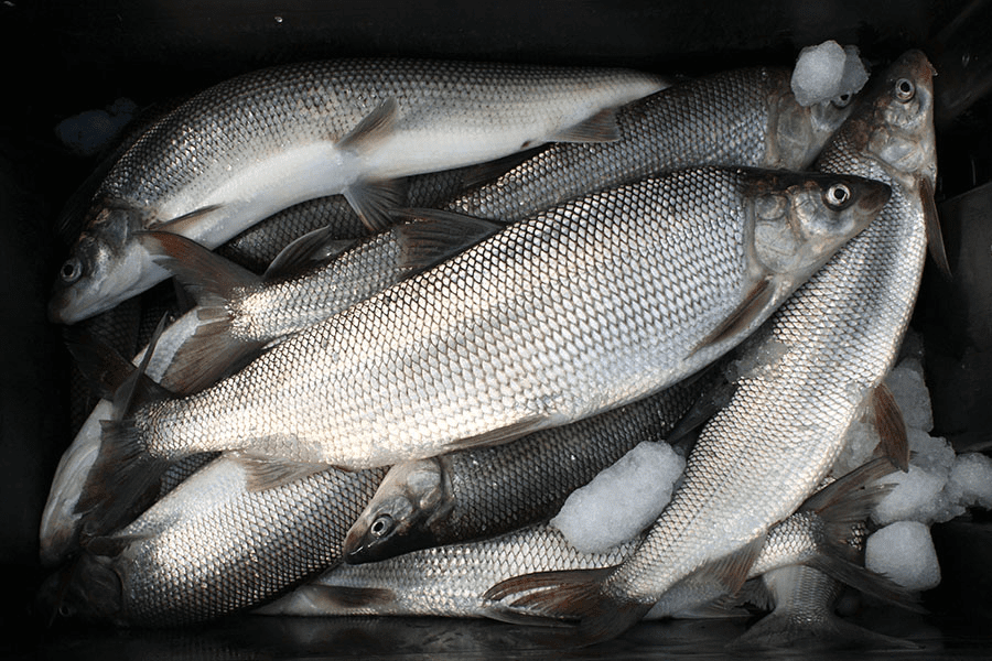 Lake Whitefish: Tips and Tricks to Catch Whitefish in 2025