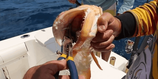 Best Fish Hook Removers Reviewed: Options for Every Angler in