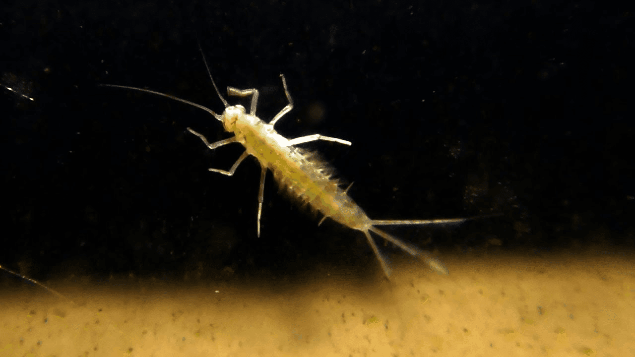 Lake Whitefish: Tips and Tricks to Catch Whitefish in 2025