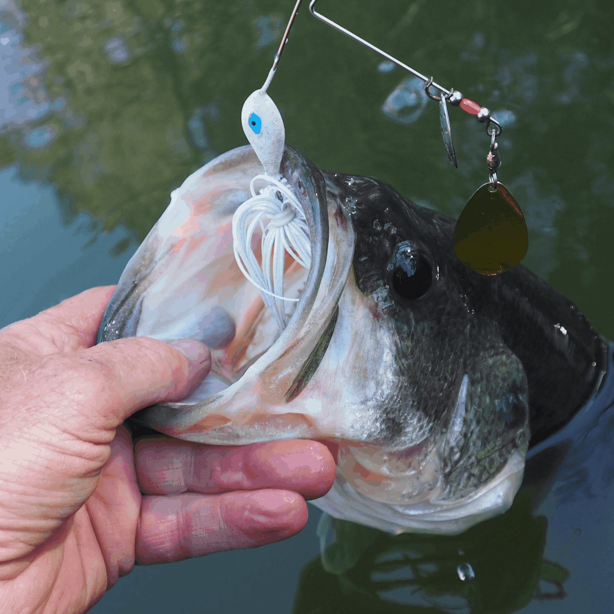 How To Tie On A Spinnerbait To Your Line