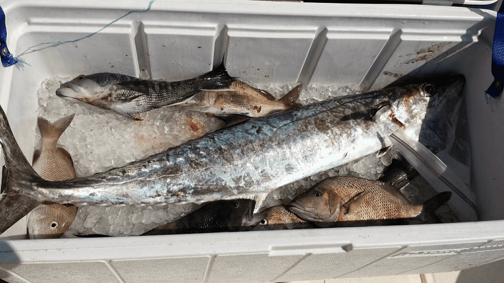 Best Fishing Coolers Compared and Reviewed: 2026 Buying Guide