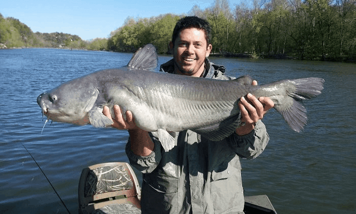 Types of Catfish - Catfish Species Explained - USAngler