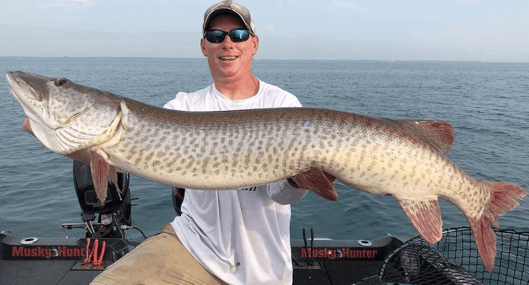 Muskie vs Pike: Identification of Scale, Tail, and Jaw - USAngler
