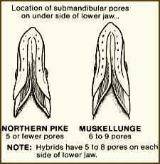 Muskie vs Pike: Identification of Scale, Tail, and Jaw - USAngler