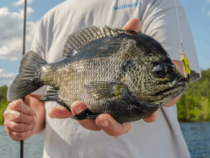 What Do Bluegill Eat? - USAngler