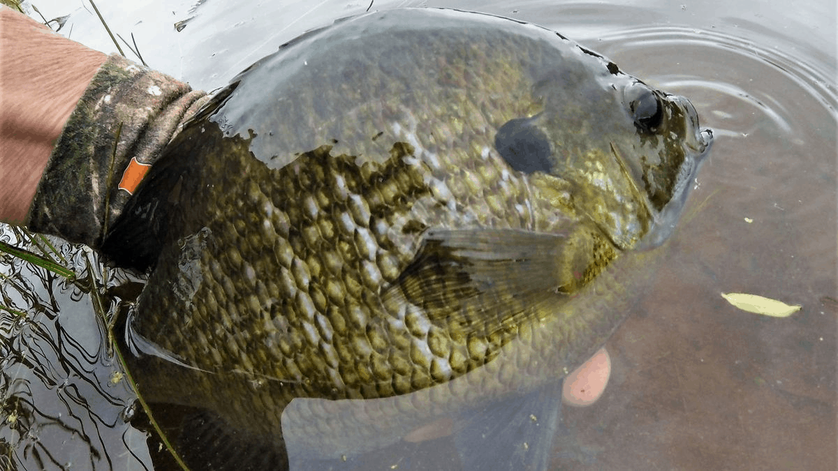 When Do Bluegill Spawn? - USAngler