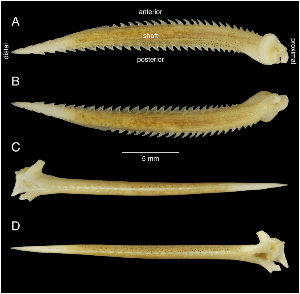 How to Hold a Catfish Safely - Avoid Getting Stung! - USAngler