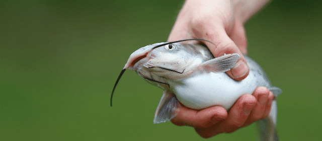 How to Hold a Catfish Safely - Avoid Getting Stung! - USAngler
