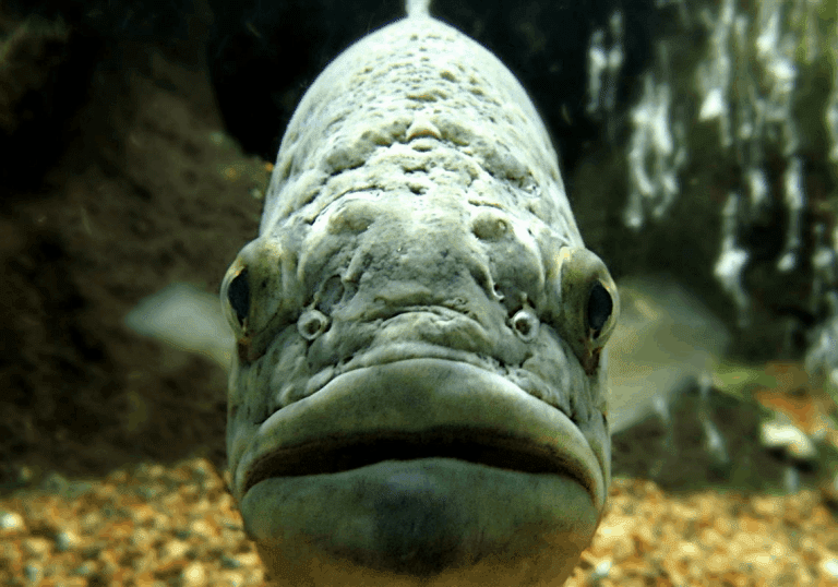 Largemouth Bass Anatomy: What You Need to Know - USAngler