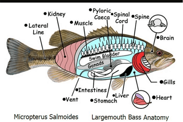 Largemouth Bass Anatomy: What You Need to Know - USAngler