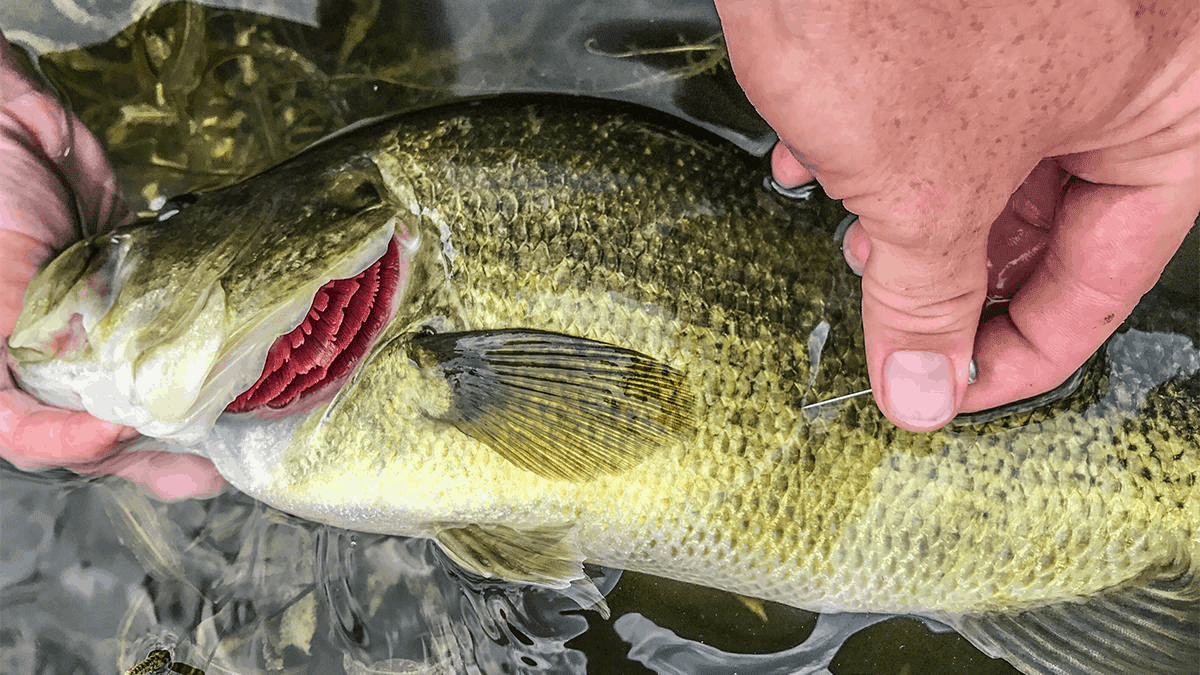 Largemouth Bass Anatomy: What You Need to Know - USAngler