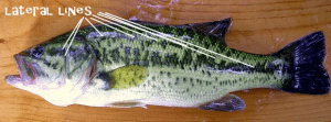 Largemouth Bass Anatomy: What You Need to Know - USAngler