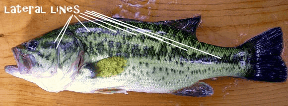 Largemouth Bass Anatomy: What You Need to Know - USAngler