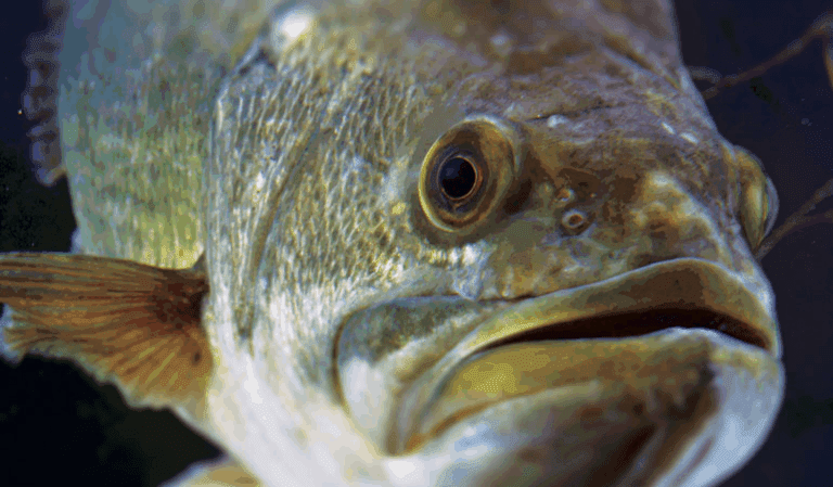 Largemouth Bass Anatomy: What You Need to Know - USAngler