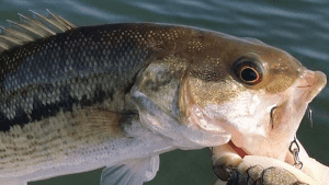 Largemouth Bass Anatomy: What You Need to Know - USAngler