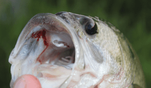Largemouth Bass Anatomy: What You Need to Know - USAngler