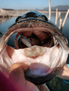 Largemouth Bass Anatomy: What You Need to Know - USAngler