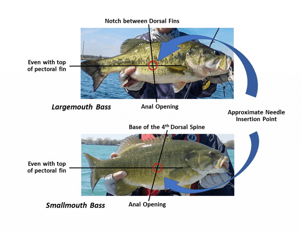 Largemouth Bass Anatomy: What You Need to Know - USAngler