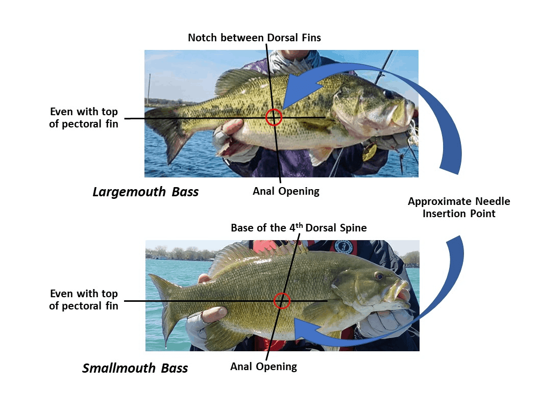 Largemouth Bass Anatomy: What You Need to Know - USAngler