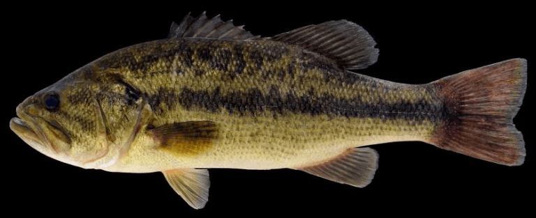 Largemouth Bass Anatomy: What You Need to Know - USAngler