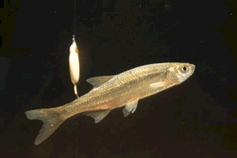How to Hook a Live Minnow - USAngler