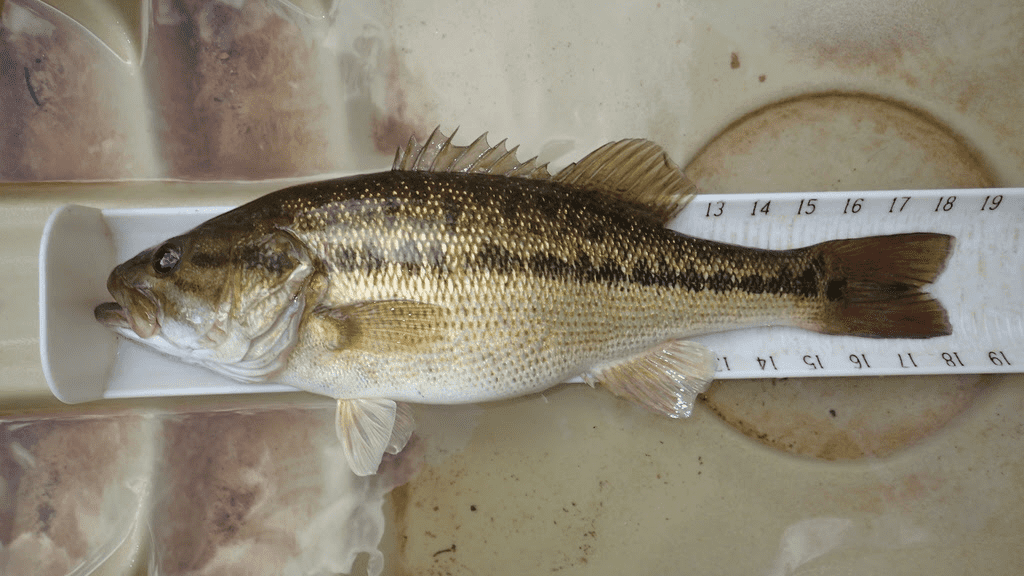 How To Catch Spotted Bass - Identification, Techniques and Lures - USAngler